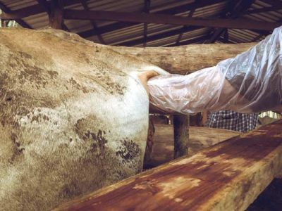 Cow Calving Stages - Grit